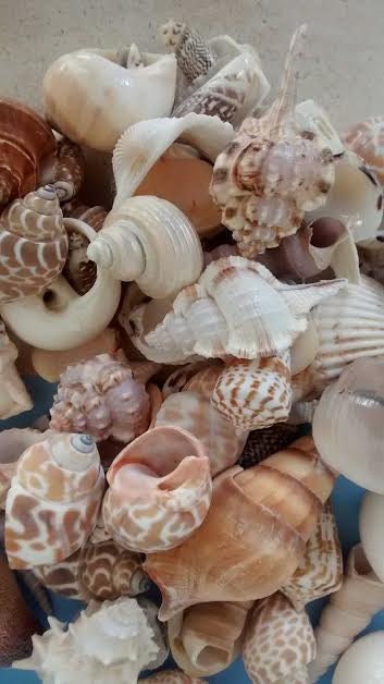 3 Gallons Large Mixed Seashells 13 each. | Etsy