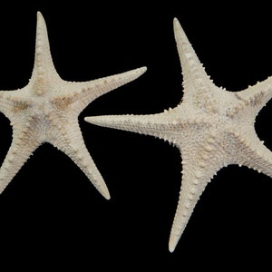 HUGE Real White Starfish 11"-15" - Natural Long Leg With Small Spikes ...