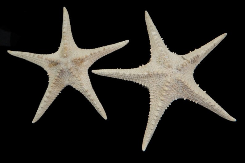 HUGE Real White Starfish 1115 Natural Long Leg - Etsy