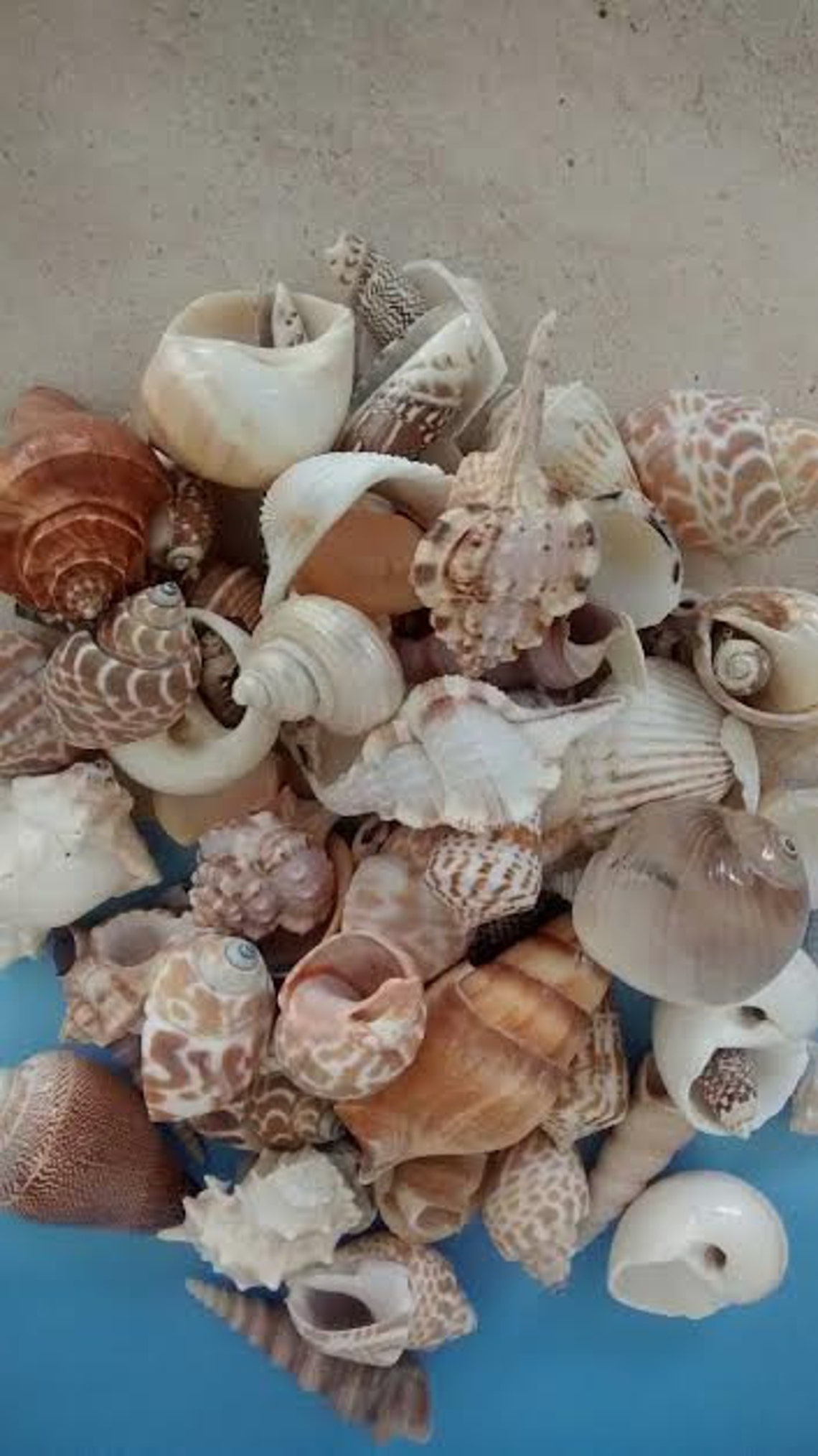 3 Gallons Large Mixed Seashells 13 each. | Etsy
