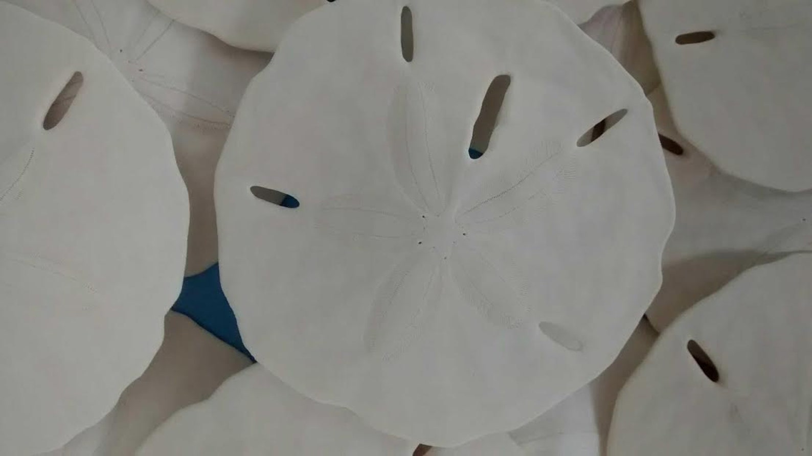 Bulk Sand Dollar Seashells 3 4 50 Beach - Etsy