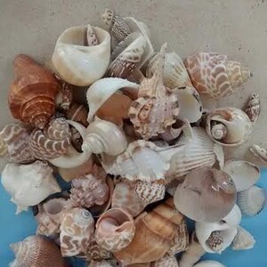 4 Pounds Large Mixed Seashells 13 Each. Weddings, Crafts and Coastal ...