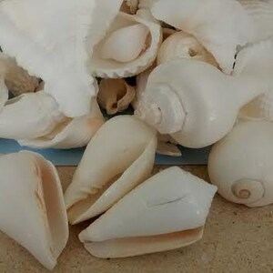 1 Gallon White Seashells Mixed Bulk 13 - Etsy