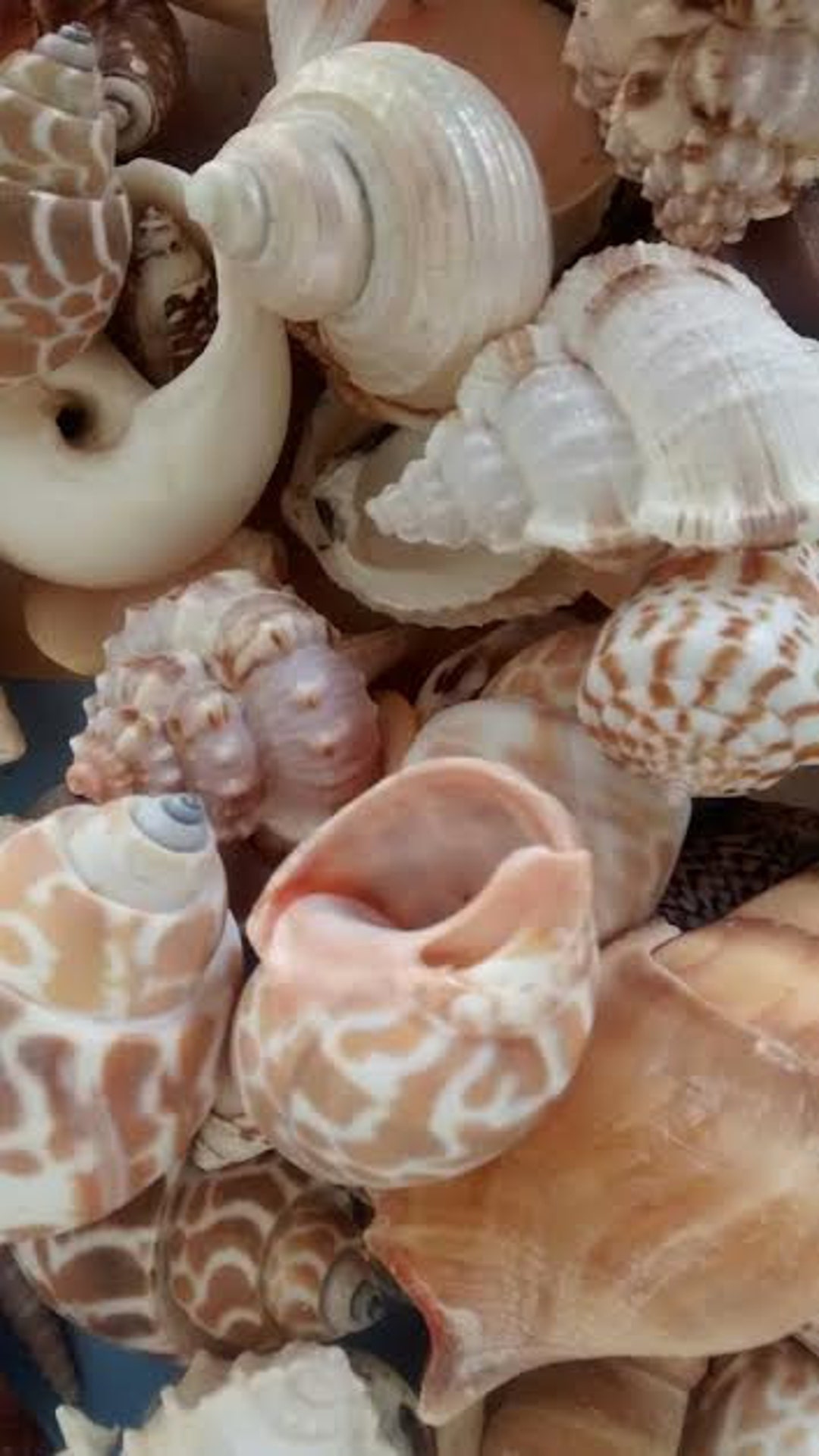 Mixed Seashells Bags of 50-100 Pieces 13 Beach Wedding Guest Favors ...