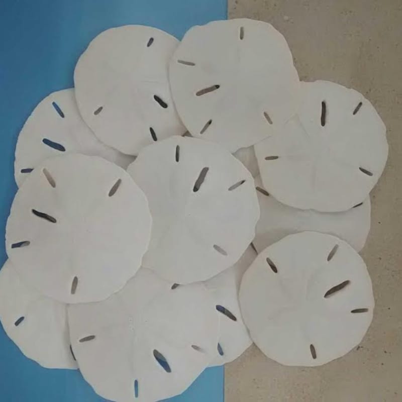 Sand Dollar Seashell - Etsy