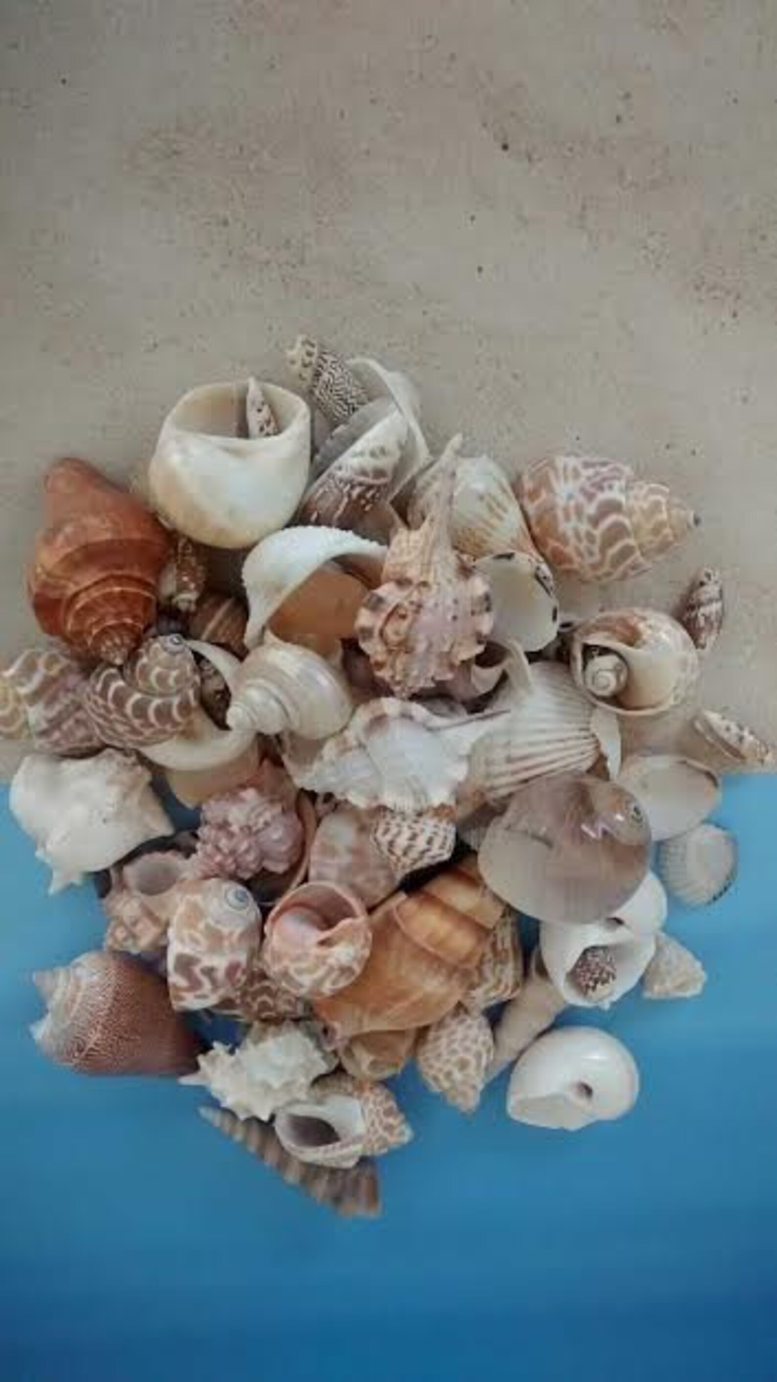3 Gallons Large Mixed Seashells 13 Each. - Etsy
