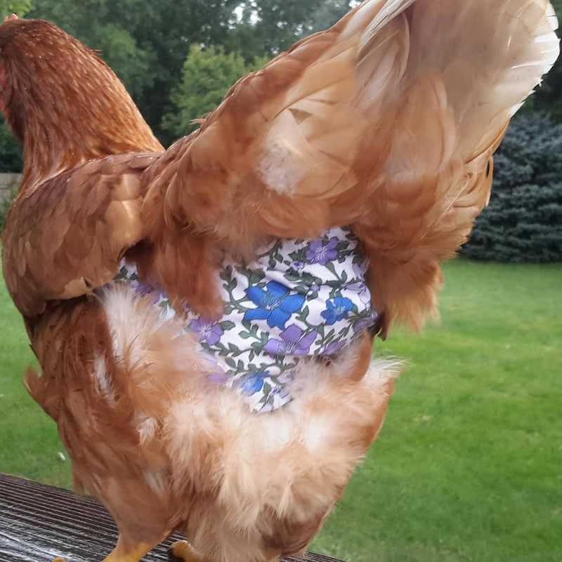 Chicken Diaper - Etsy