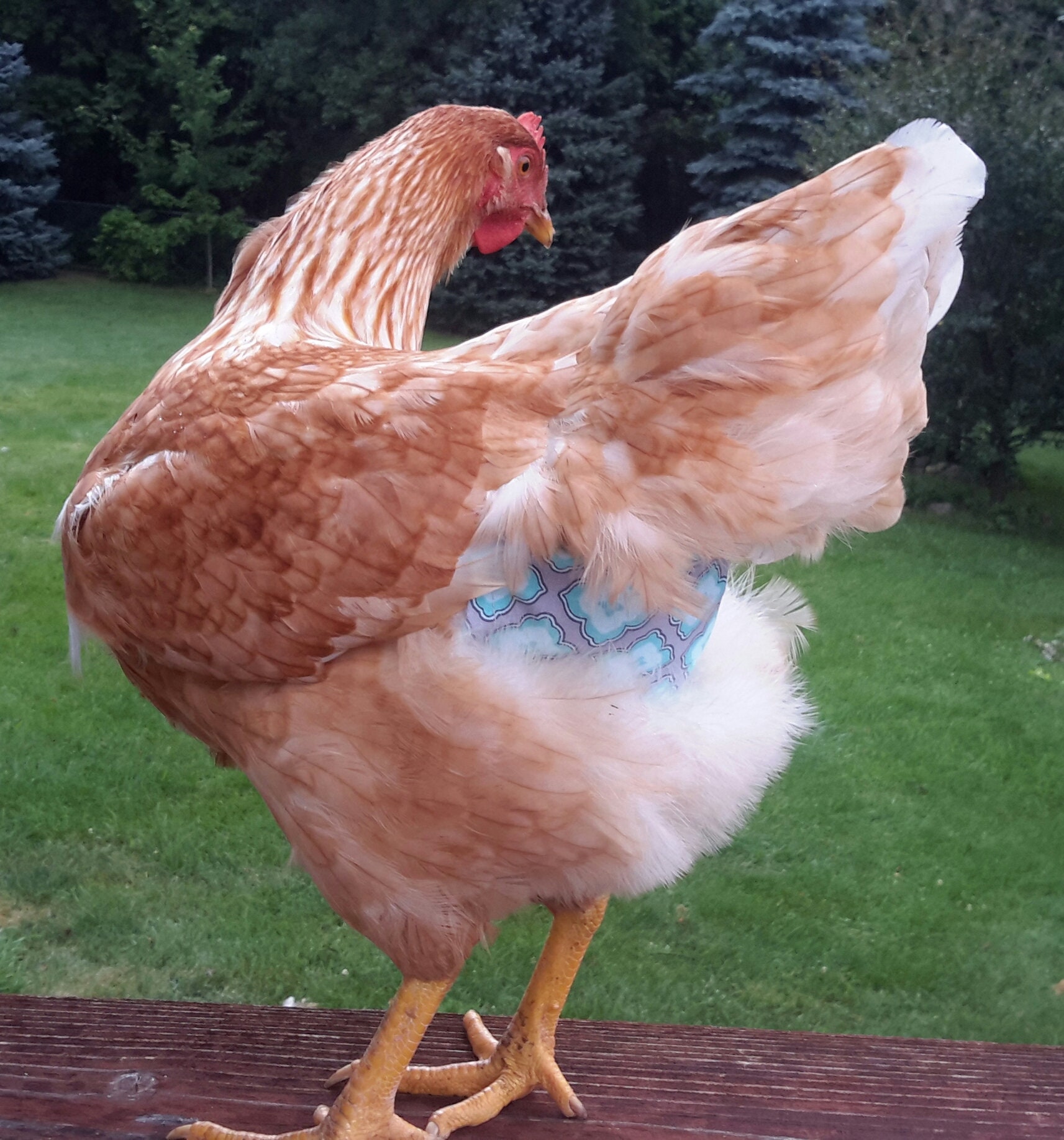Chicken Diaper/ Hen Diaper/ Rooster Diaper/ Poultry - Etsy Canada