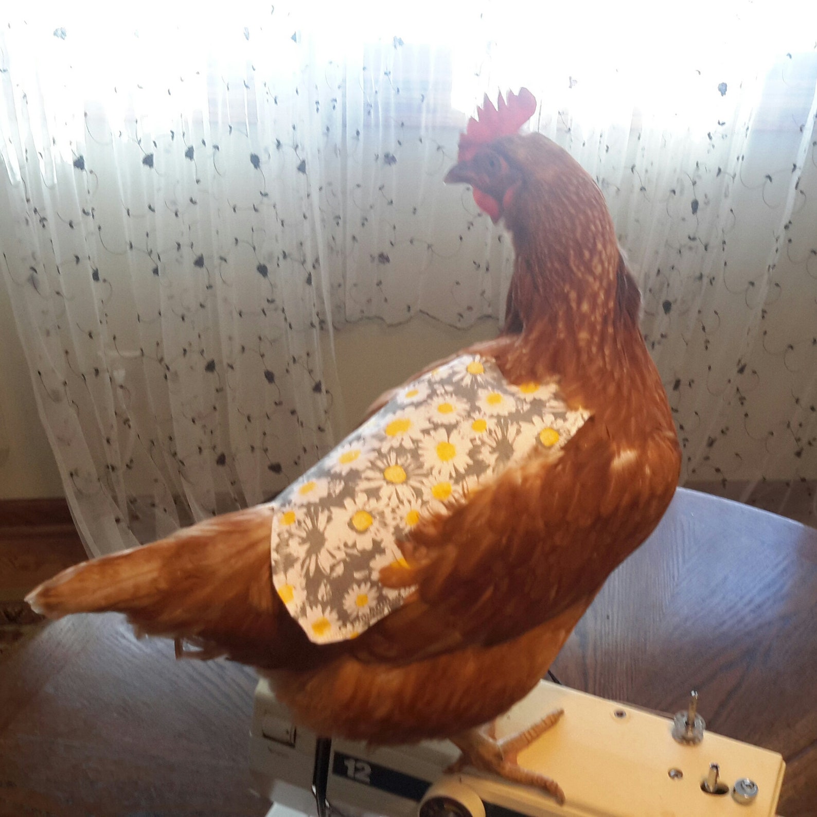 4-pack Daisies Prints Chicken Jackets/ Chicken Saddles/ Hen - Etsy