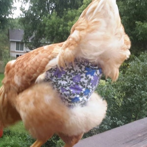 Chicken Diapers/ Hen Diapers/ Birds Diapers/rooster Diaper - Etsy