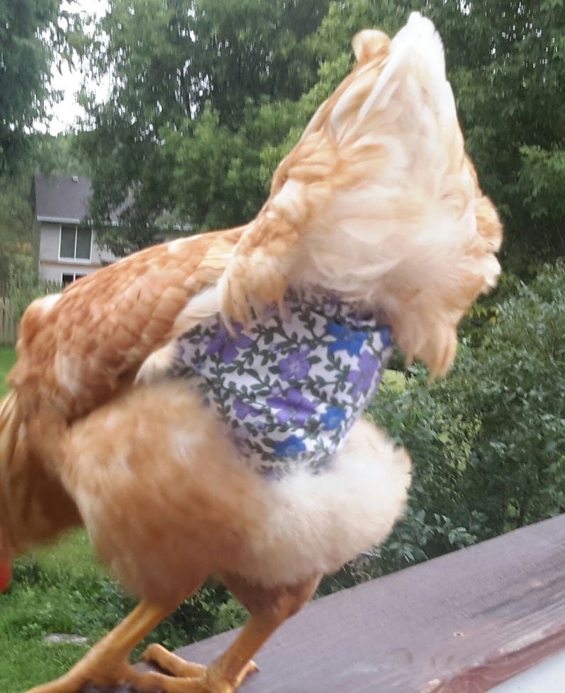 Chicken Diapers/ Hen Diapers/ Birds Diapers/rooster Diaper - Etsy