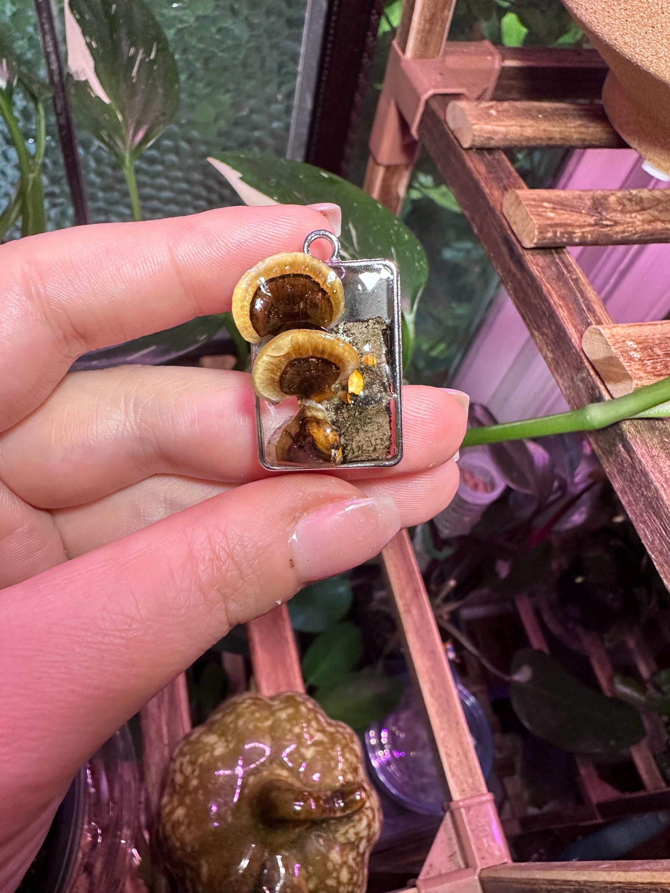 Real Foraged Polypore Mushrooms Botanical Nature Terrarium 3D Necklace ...