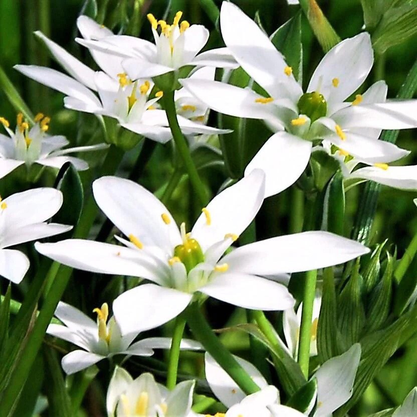Seed Bead Flower Tutorial, Star of Bethlehem, Beaded Flower Pattern ...