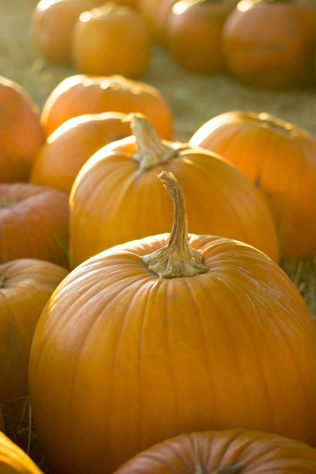 Pumpkin Digital Download File, Pumpkin Art, Fall Photography, Fall Art ...