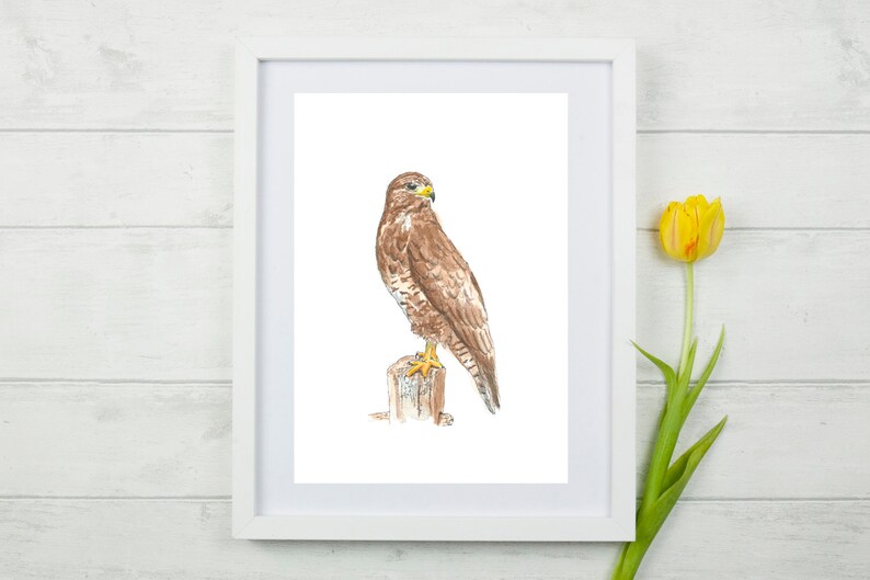 Buzzard Art Print | Etsy