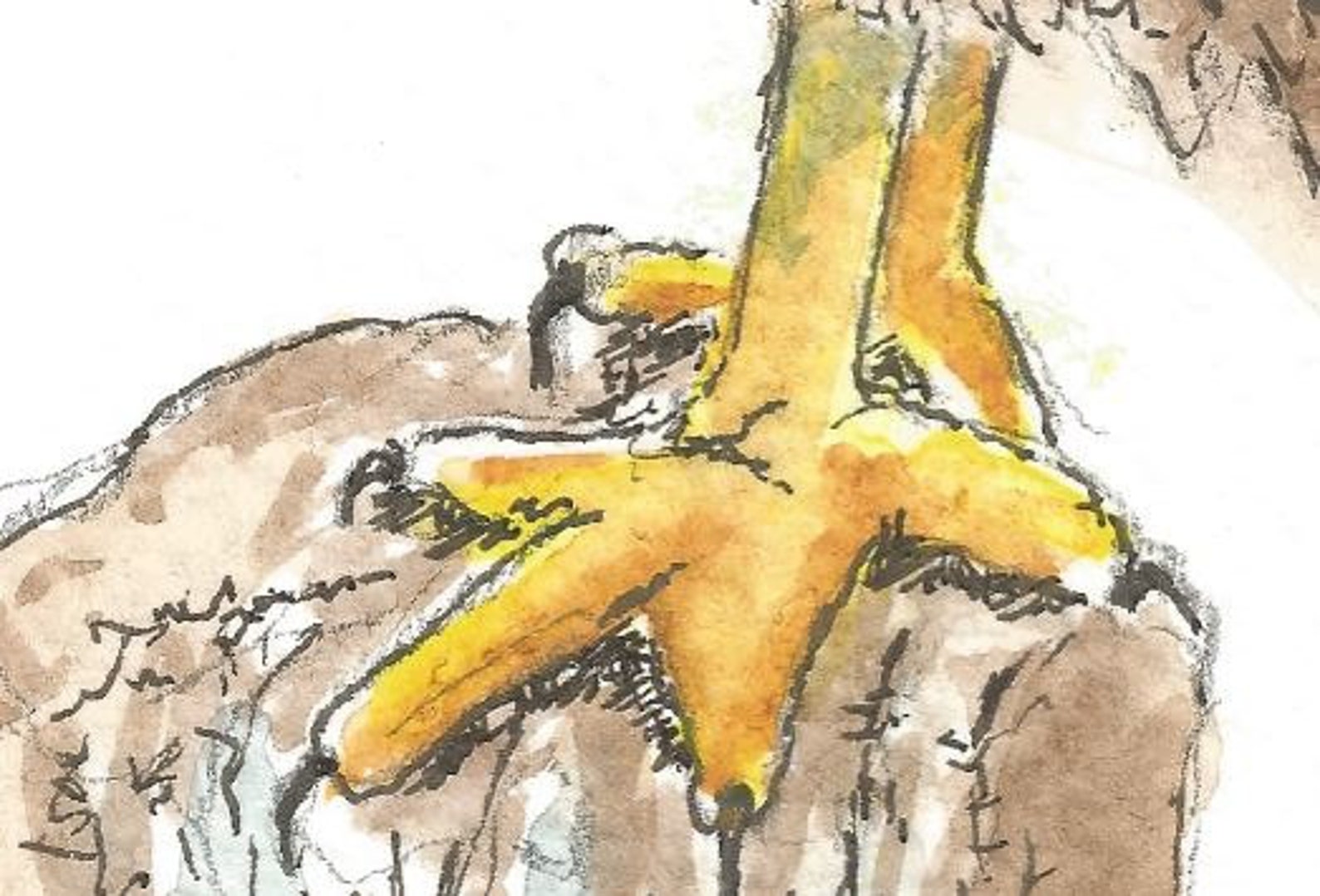 Buzzard Watercolour Art Print Bird of Prey Wall Art British Wildlife ...