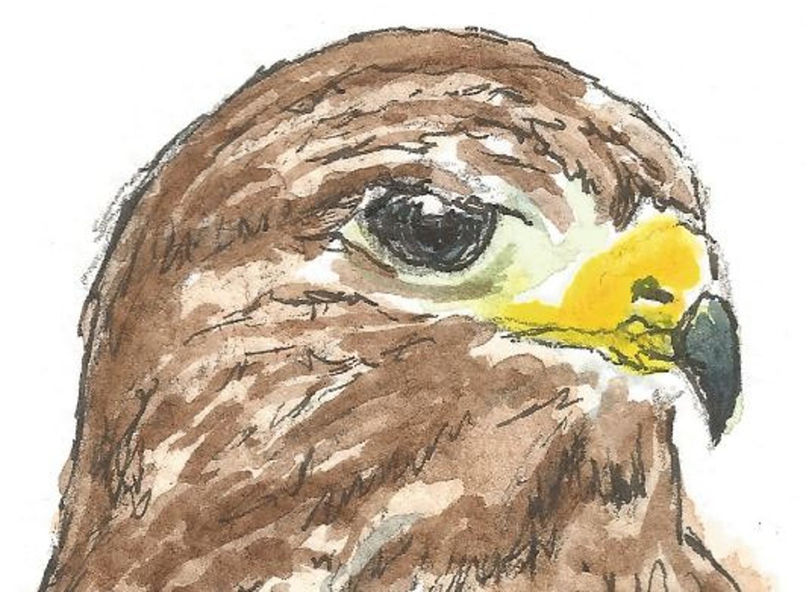 Buzzard Art Print - Etsy