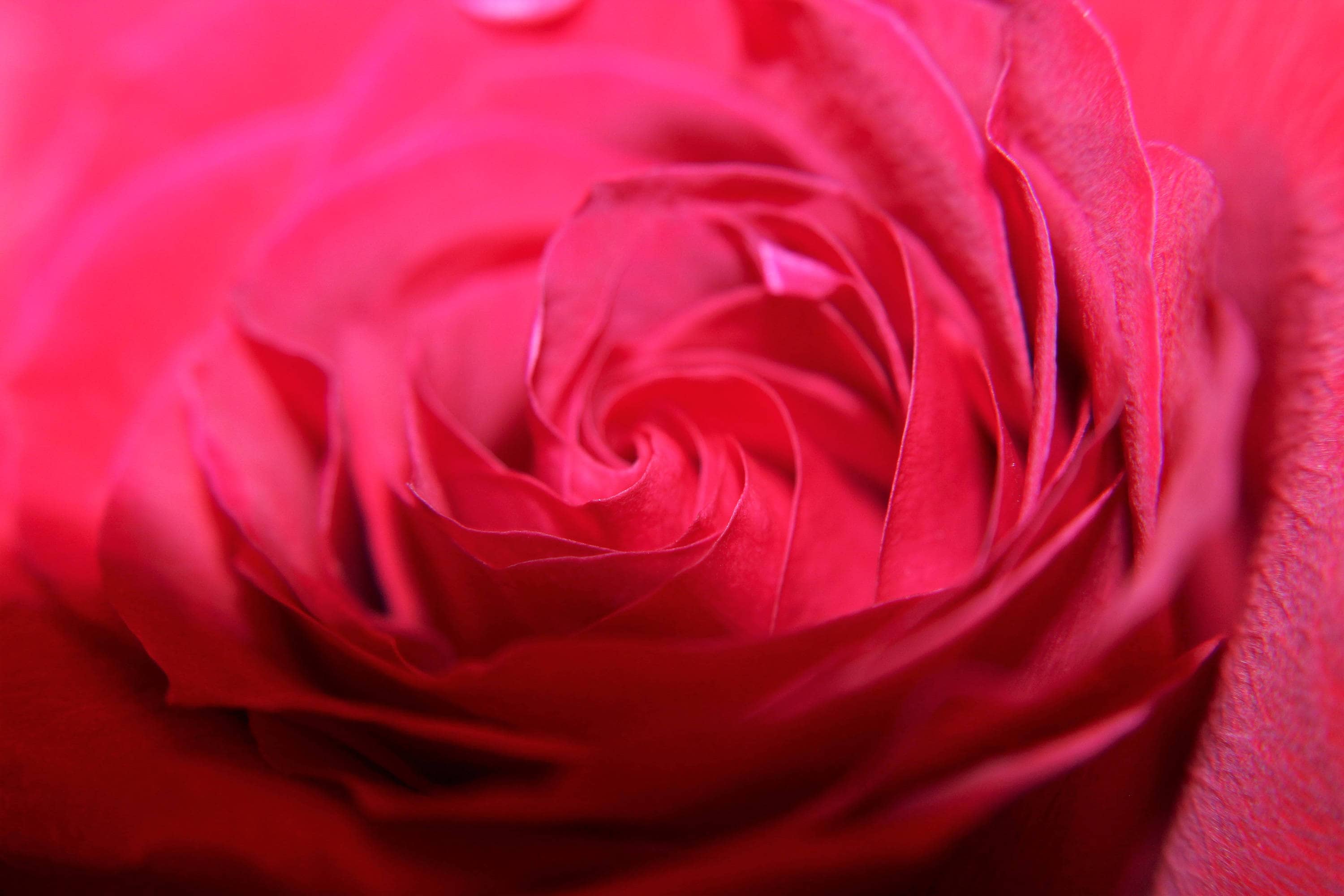 Close up Red Rose Photography Print, Available in 5x7 and 8x10 Inches ...