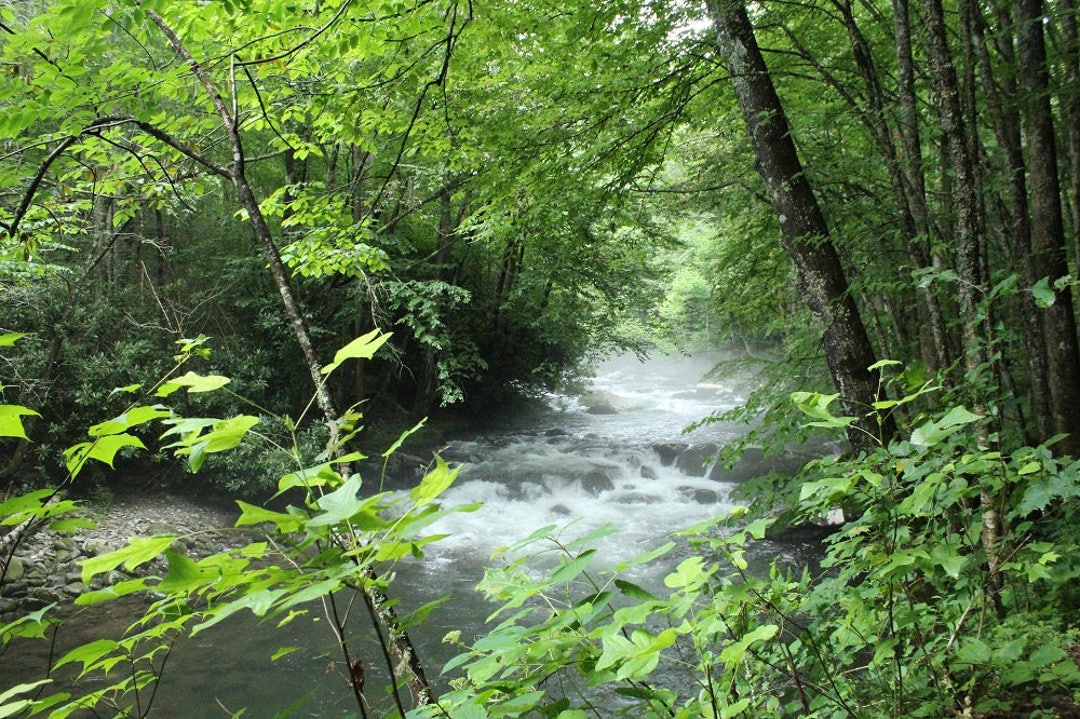 Summer Stream in the Smokies Photograph- 5x7, 8x10, or 11x14 Print - Etsy