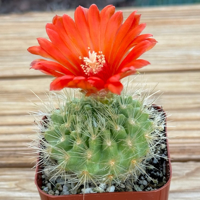 CactusLimon - Etsy