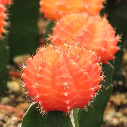 Grafted Orange Cactus Plant - Etsy