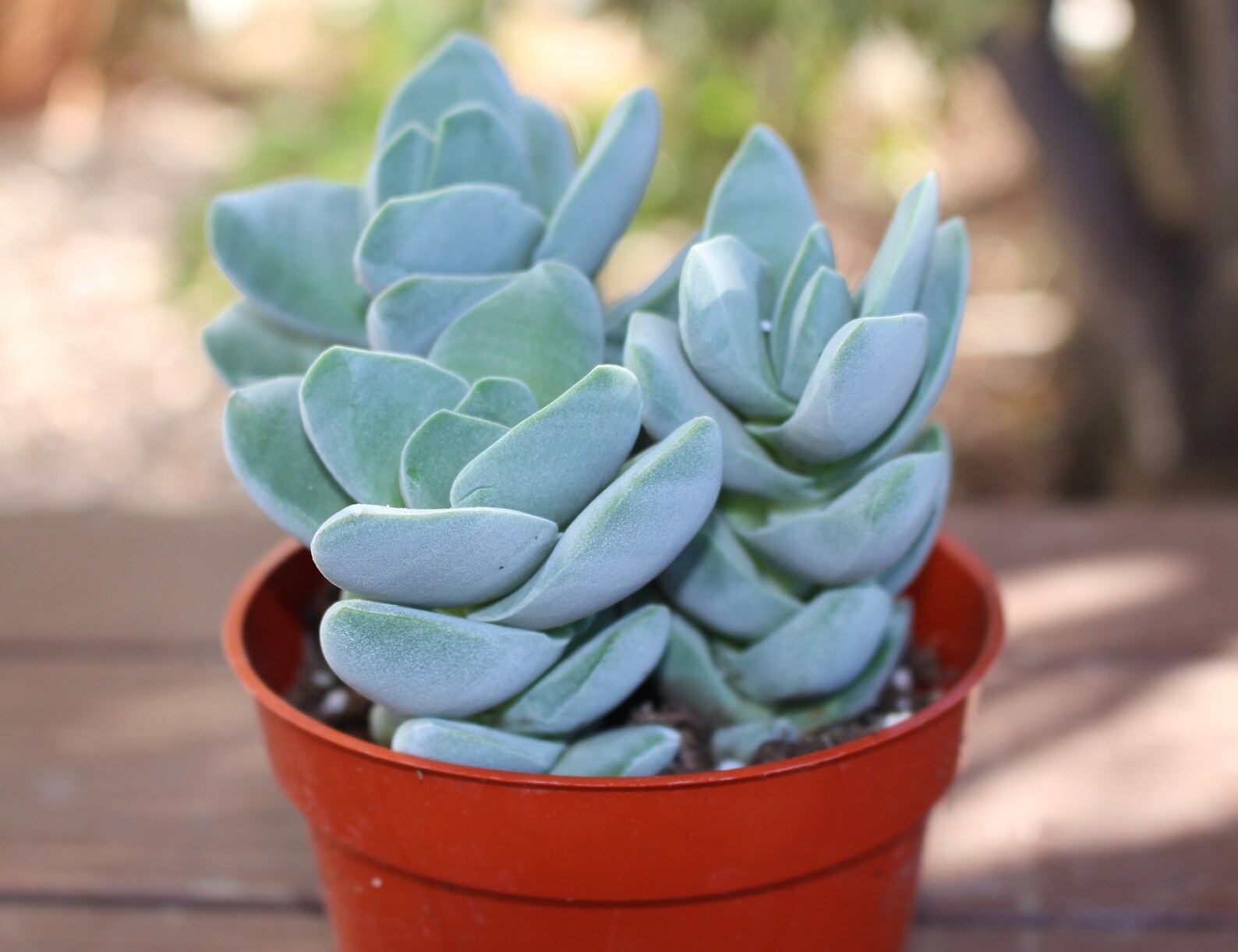 Crassula Ivory Tower Succulent Plant - Etsy