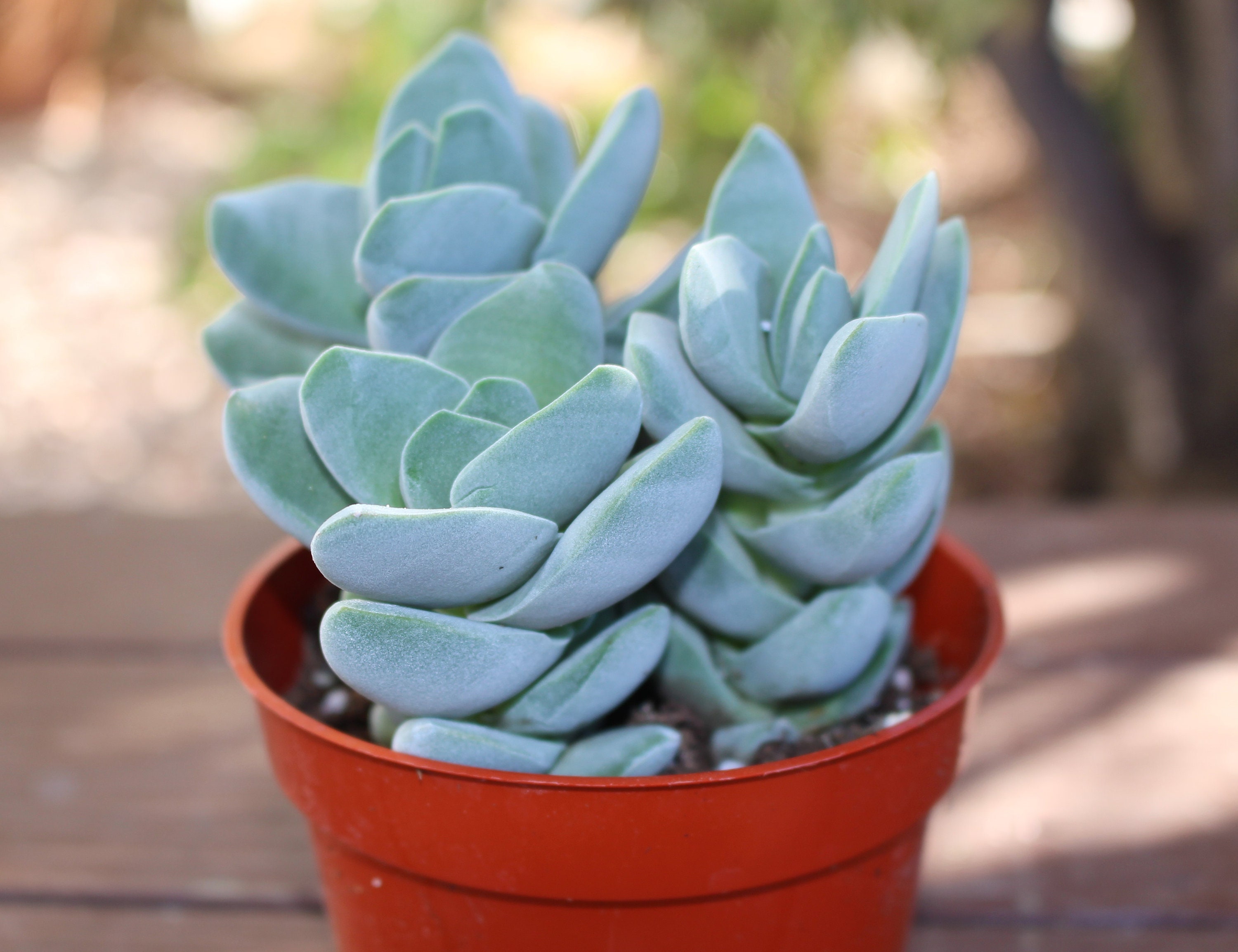 Crassula Ivory Tower Succulent Plant - Etsy
