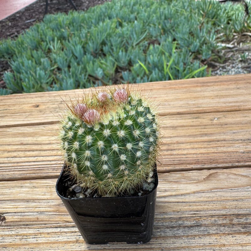 CactusLimon - Etsy