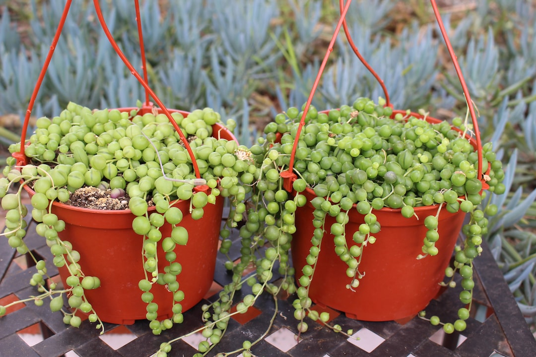 Hanging String of Pearls Succulent Plant - Etsy