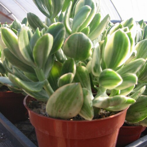 Crassula Ivory Tower Succulent Plant - Etsy