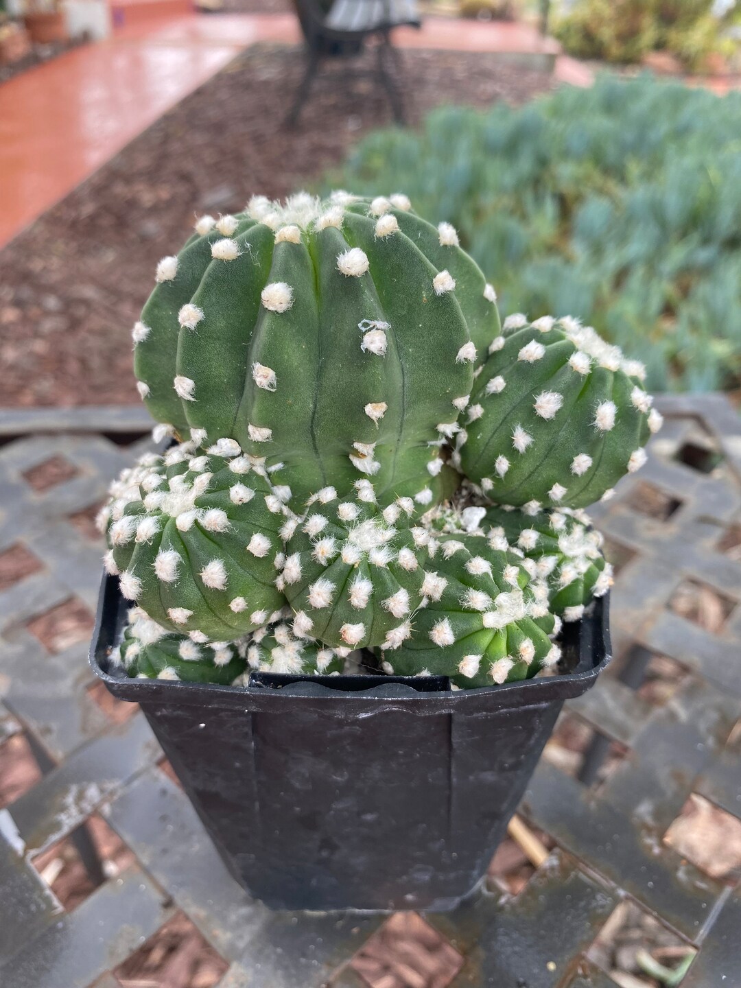 Echinopsis Fuzzy Cactus Plant Clumping One of a Kind - Etsy