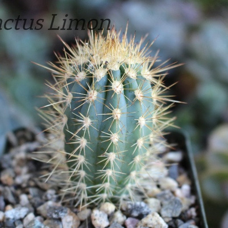 Blue Cactus Live Plant - Etsy