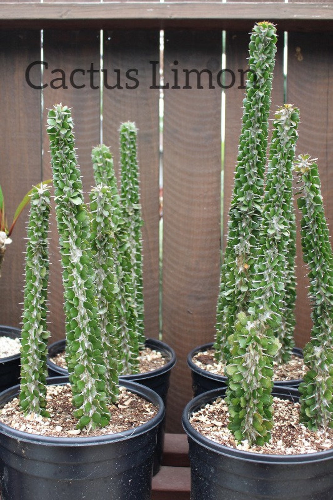 Alludia Procera Succulent Plant, One Stem, One of a Kind - Etsy