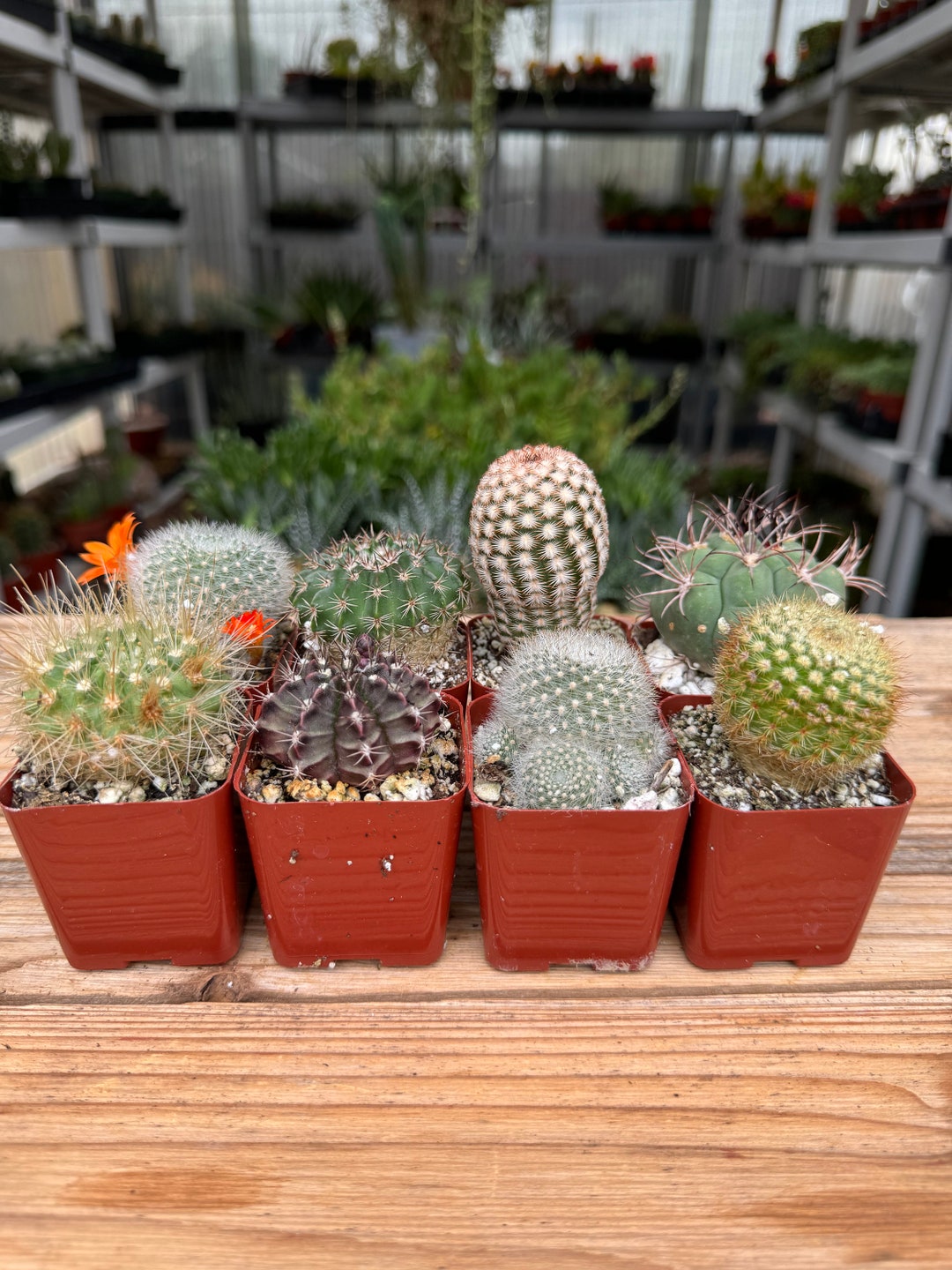 10 Assorted Cactus Potted Mini Cactus Plants, Party Favors, Mini Cactus Plants - Etsy