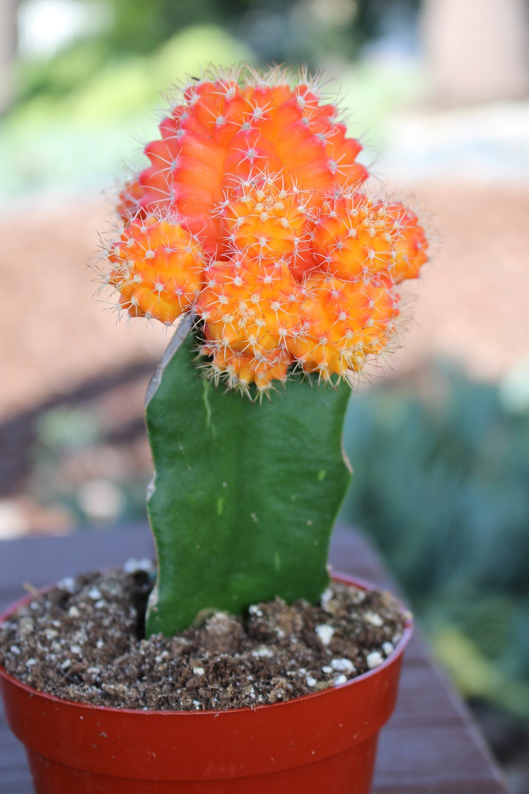 Grafted Orange Lg Cactus Plant - Etsy