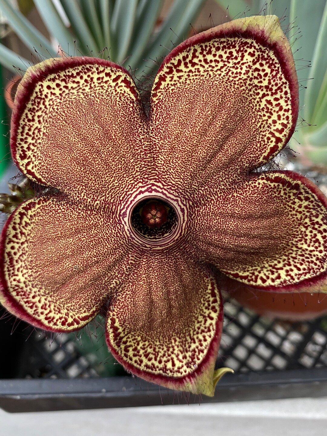 Edithcolea Grandia Succulent Plant Collector Plant - Etsy