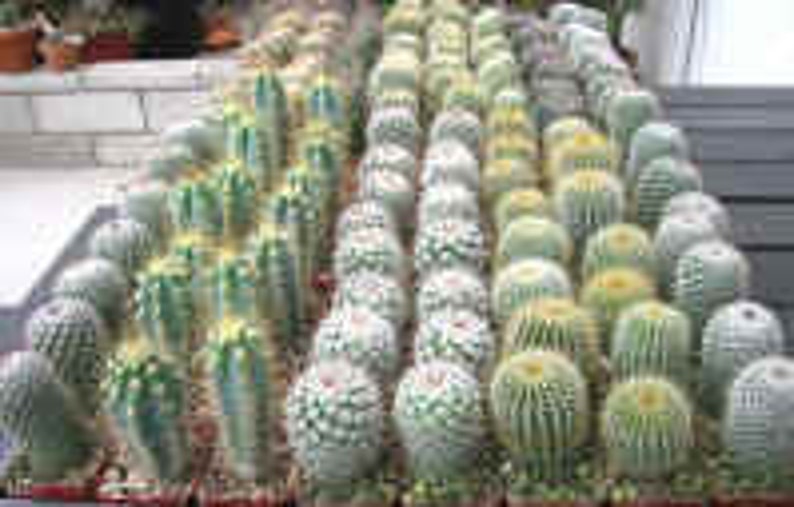 10 Assorted Cactus Potted Mini Cactus Plants, Party Favors, Mini Cactus ...