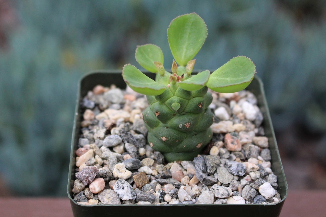 Monadenium Ritchei Succulent Plant - Etsy