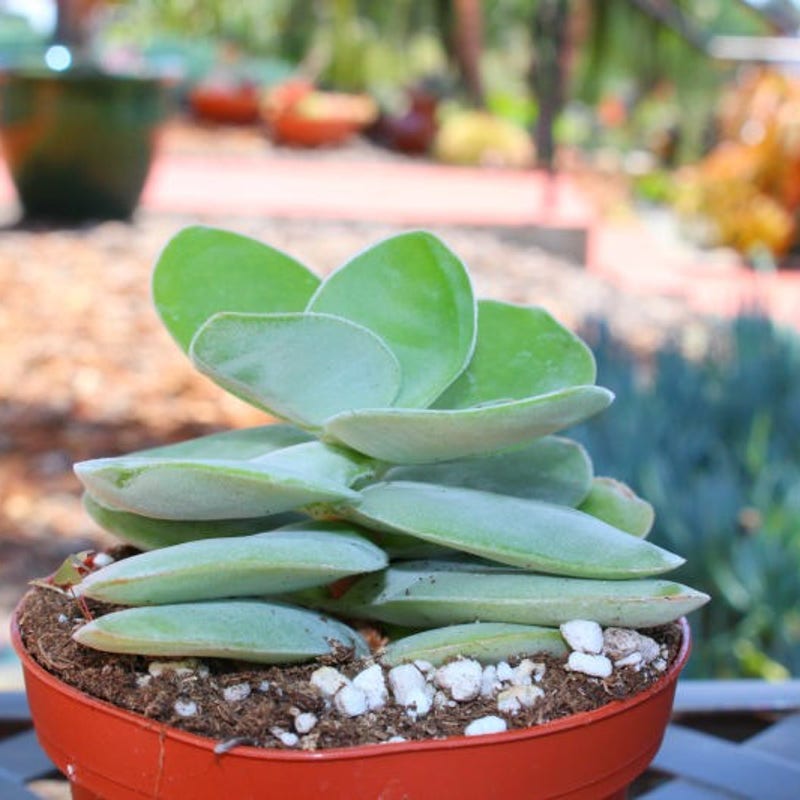 Red Pagoda Crassula - Etsy