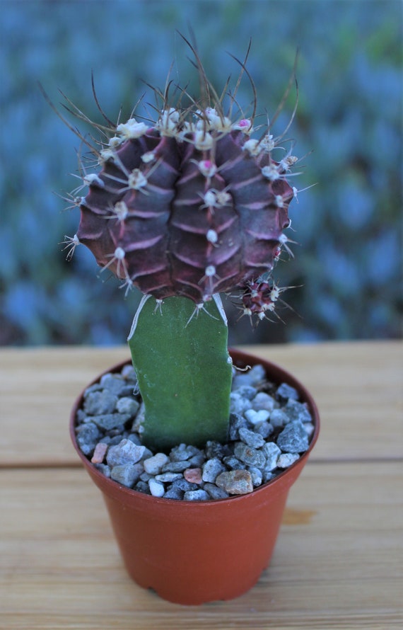 Purple Cactus Flower