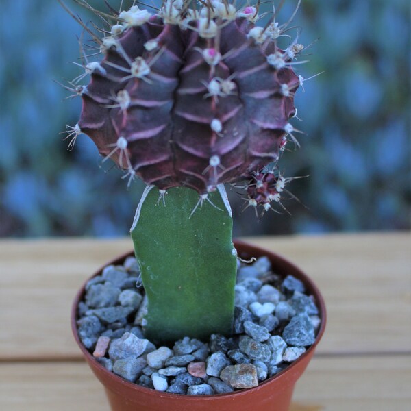 Purple Cactus - Etsy