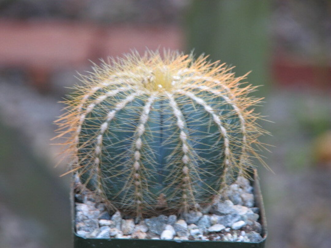 Notocactus Magnificus Cactus Plant - Etsy