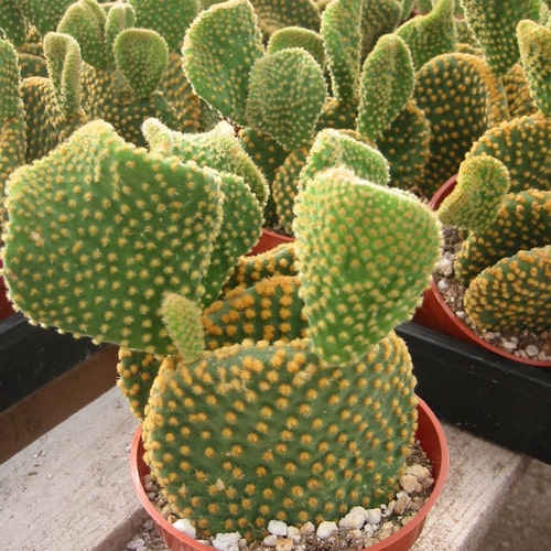 Ten Mini Cactus Plant - Etsy