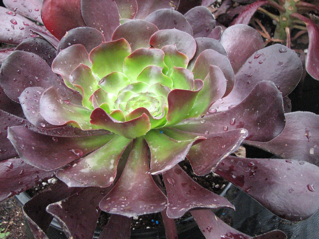 Aeonium Cyclops Large Purple Succulent Plant - Etsy