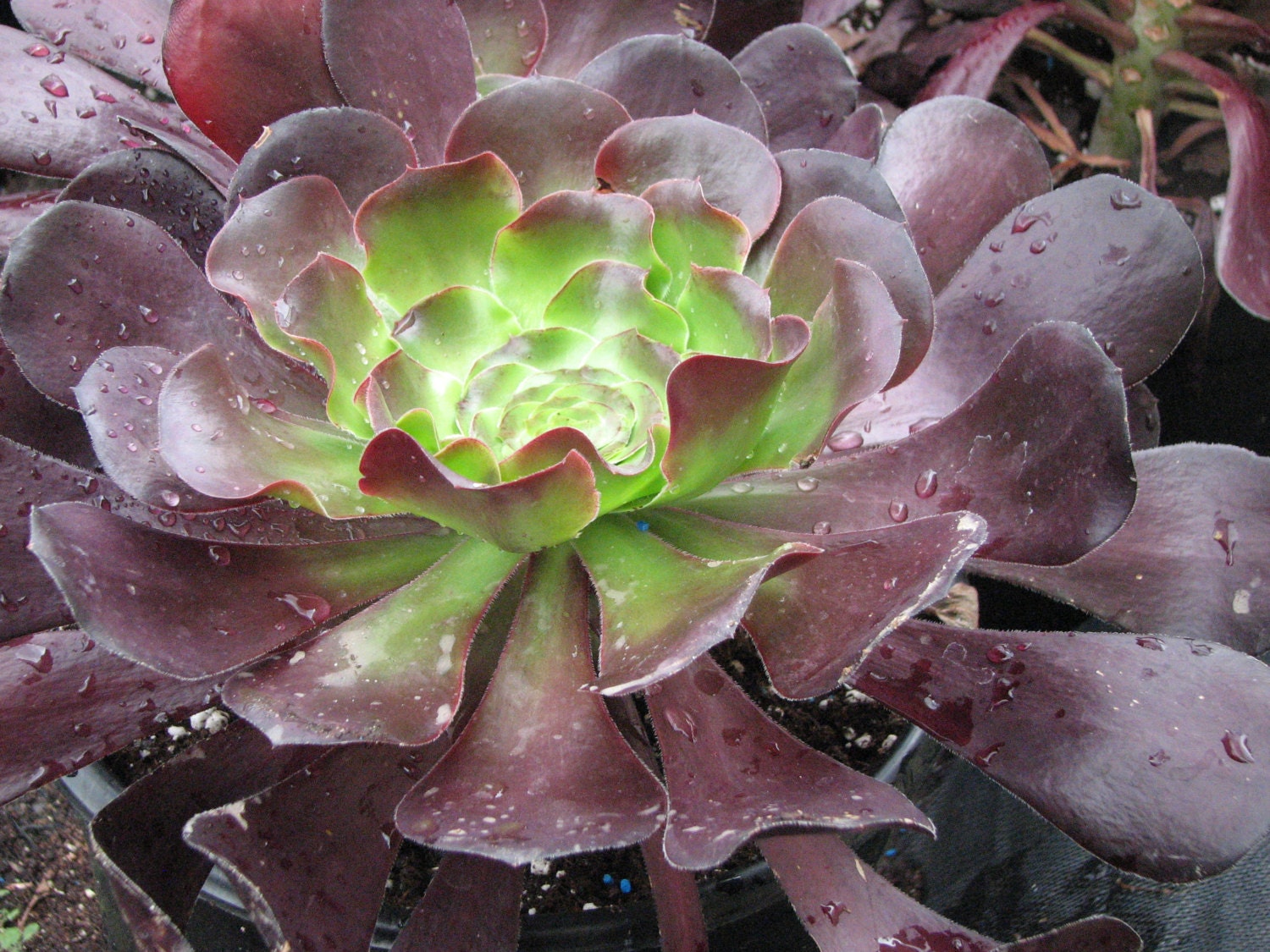 Aeonium Cyclops