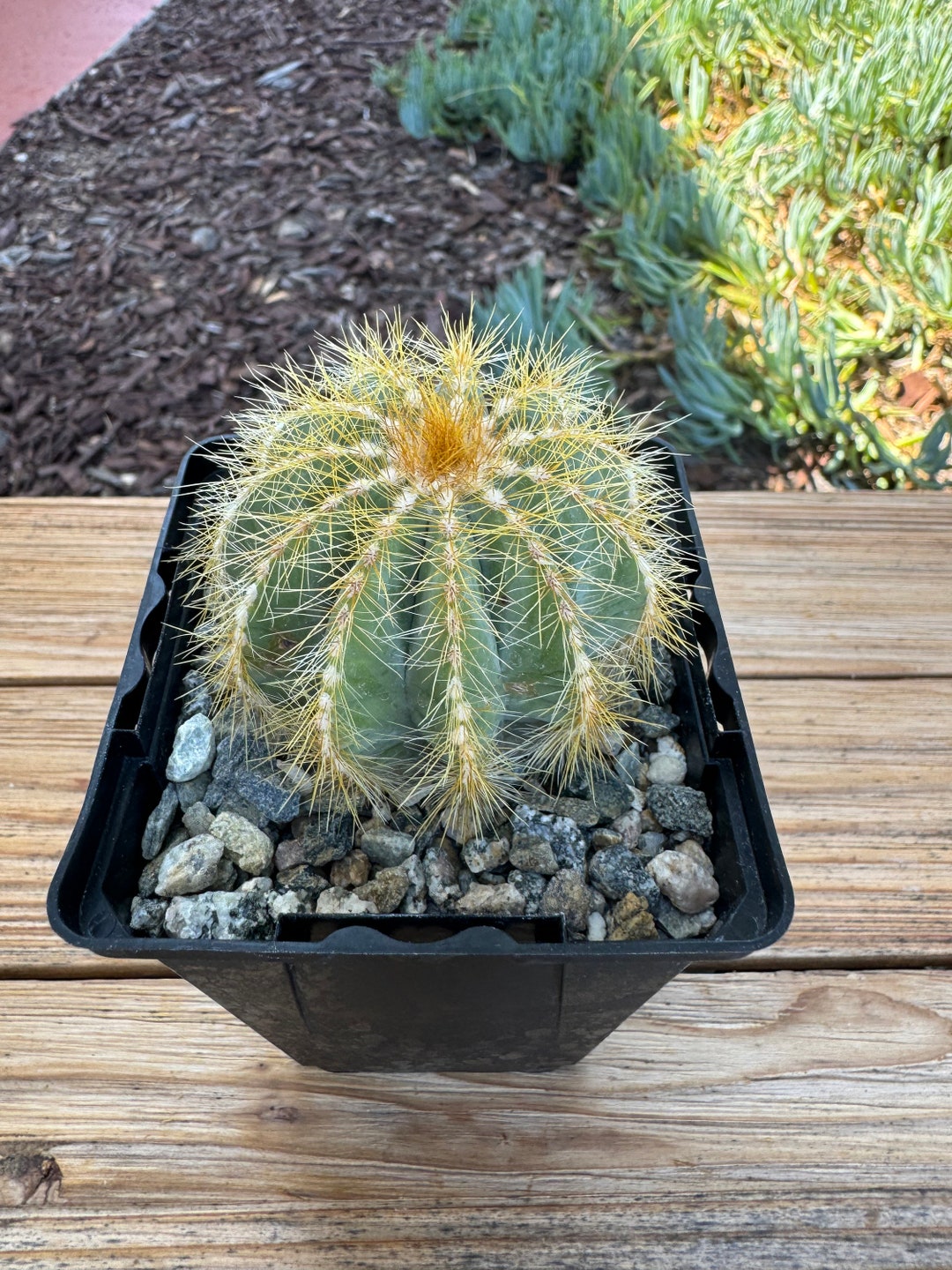 Notocactus Magnificus Cactus Plant - Etsy