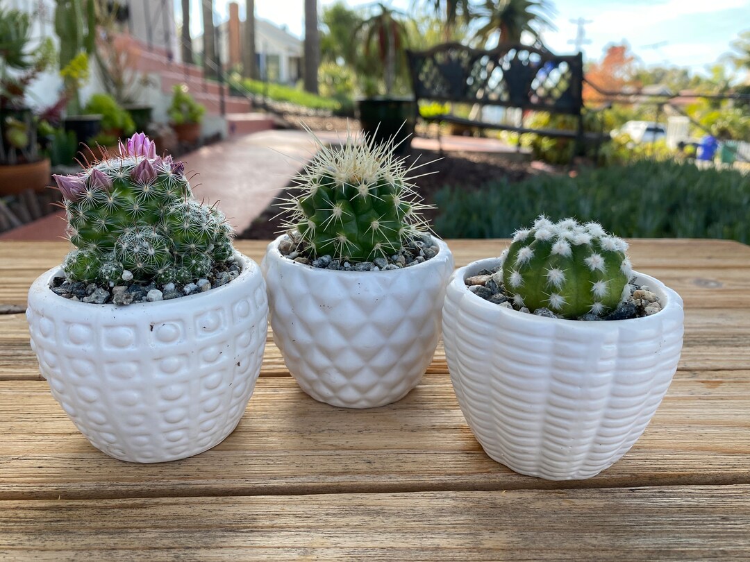 Mini Potted Cactus Plant Set of Three Ceramic White Pots, Gift Plant - Etsy