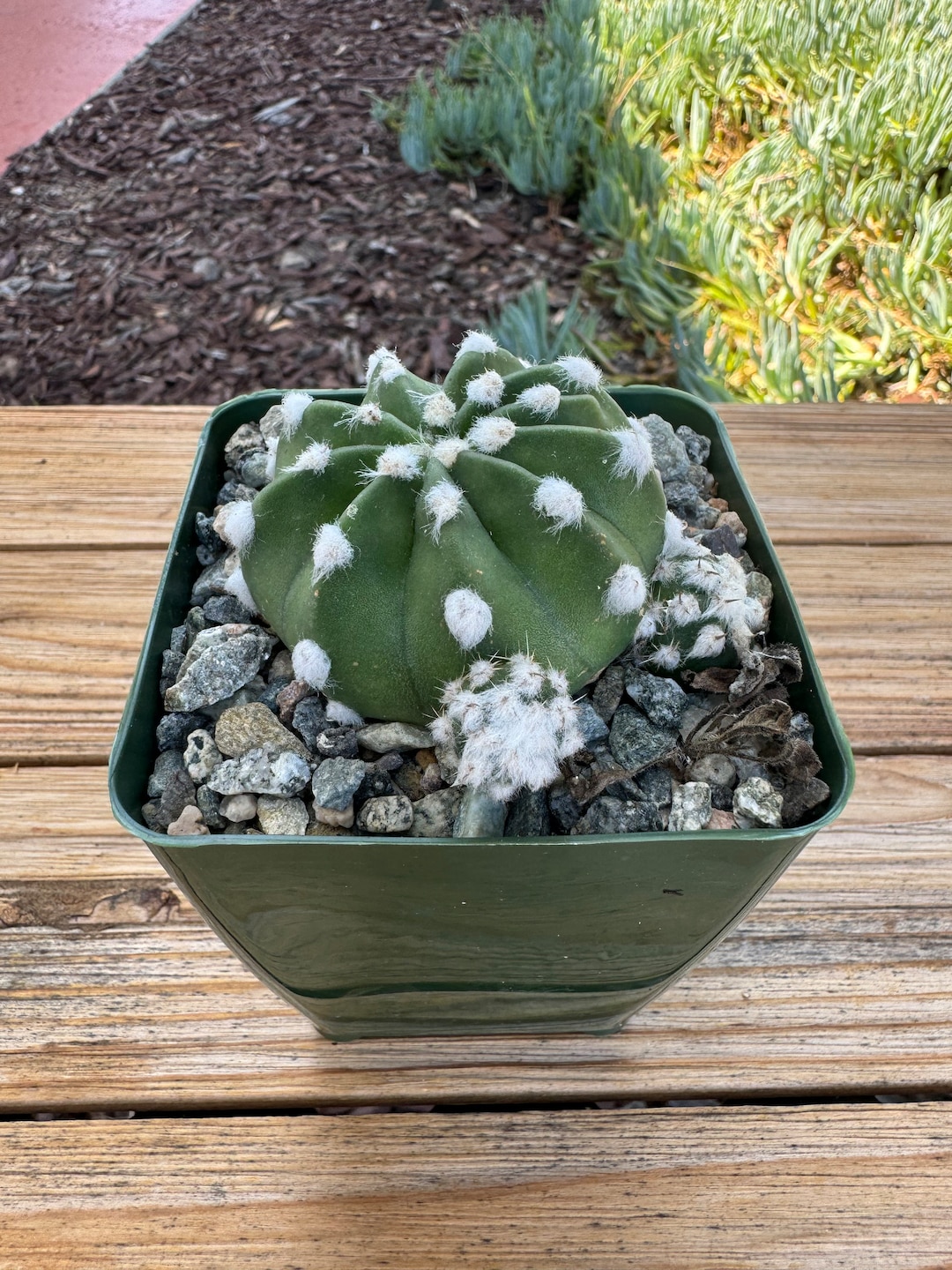 Echinopsis Fuzzy Cactus Plant - Etsy