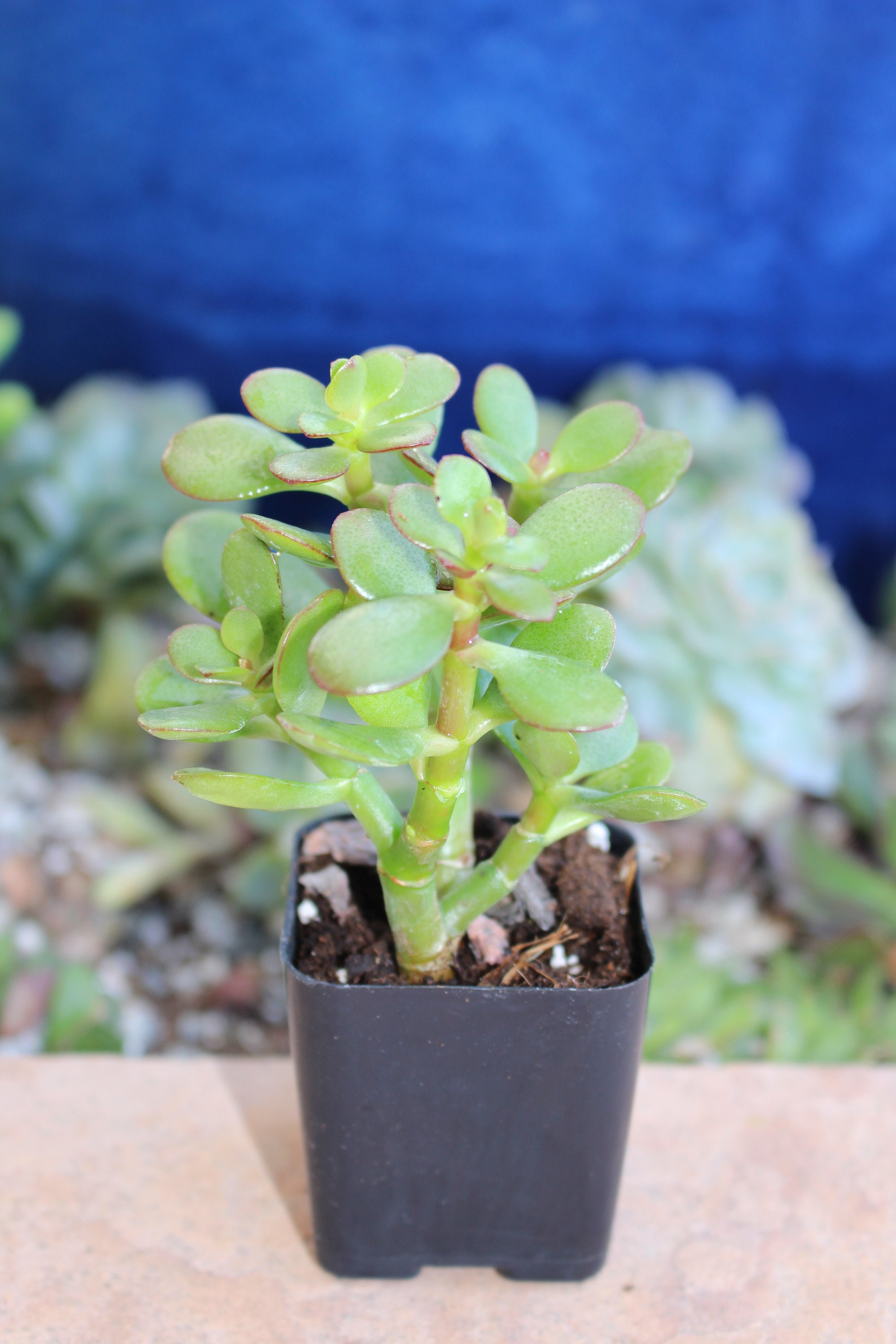 Baby Jade Plant