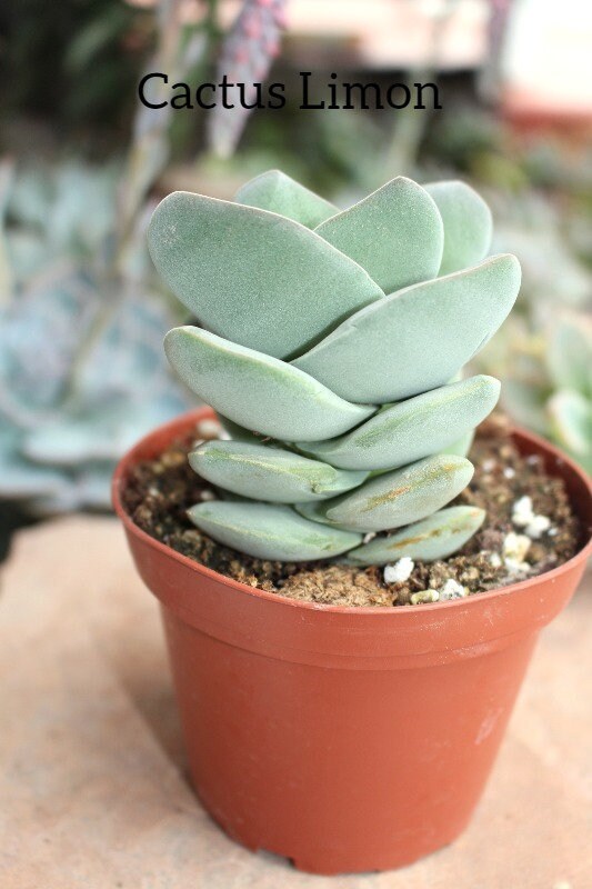 Crassula Ivory Tower Succulent Plant | Etsy